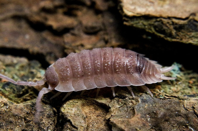 Microfauna - NG Terrariums