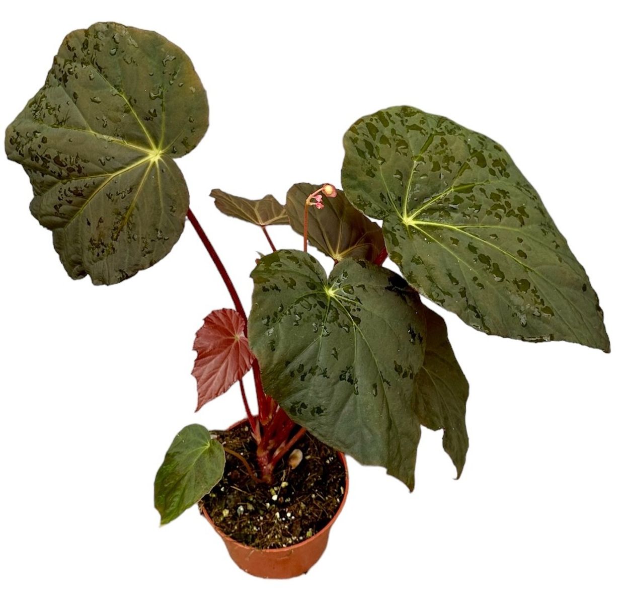 Begonia pavonina - NG Terrariums