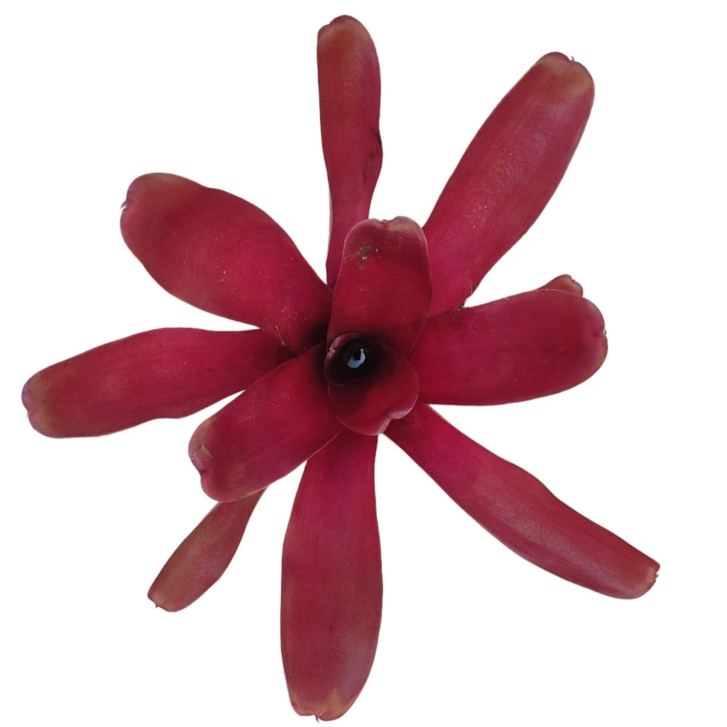 Neoregelia super fireball - NG Terrariums