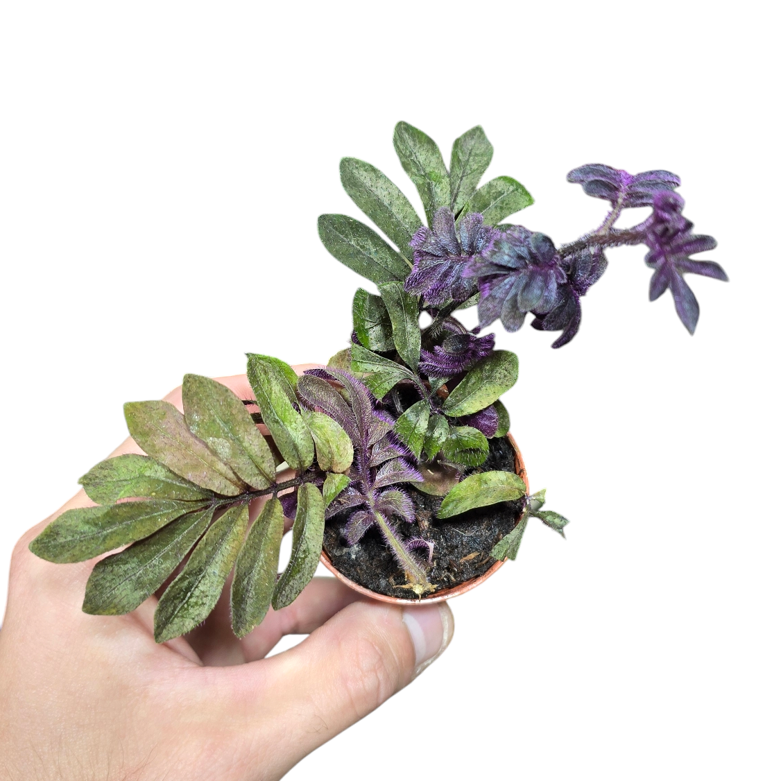 Solanum uleanum - NG Terrariums