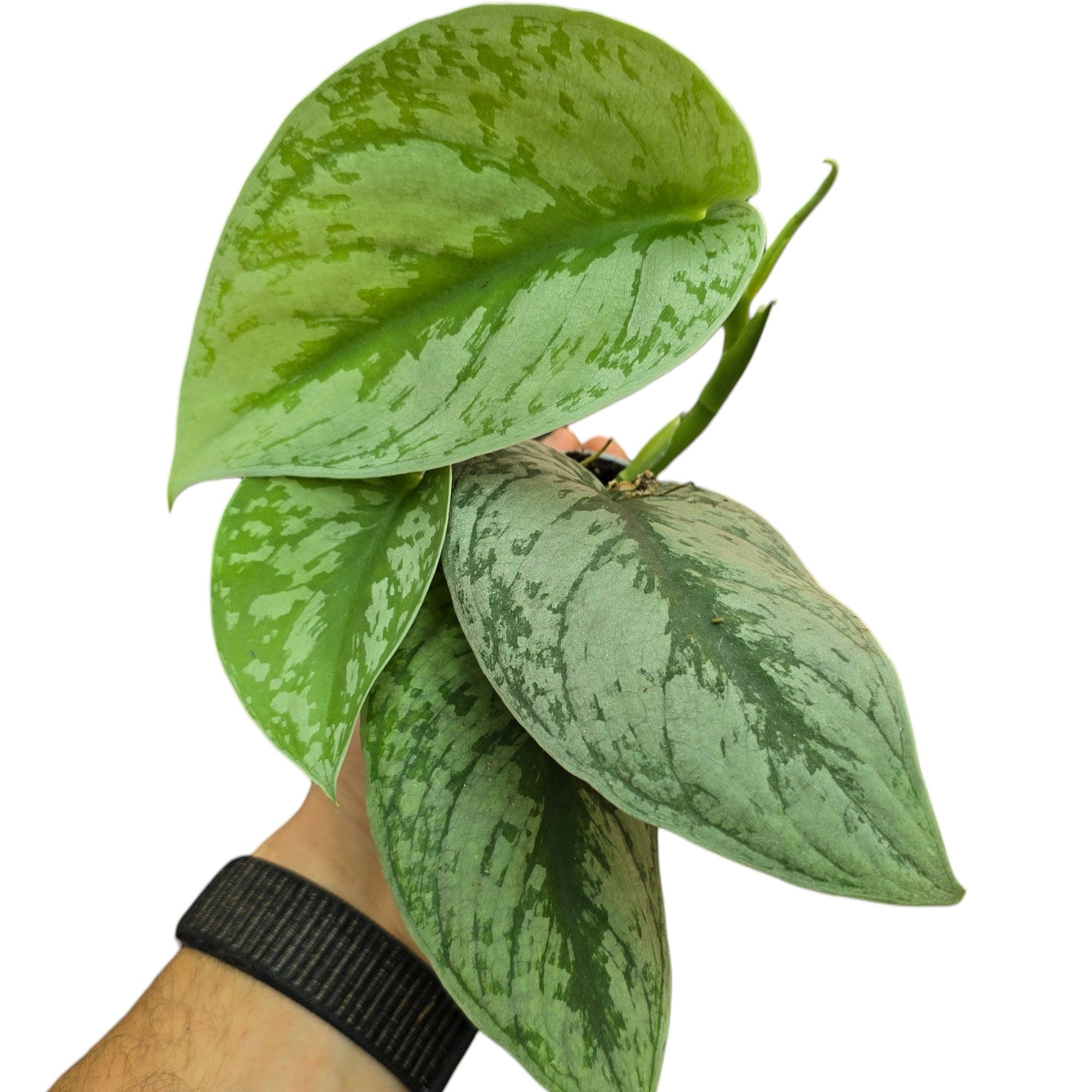 Philodendron scandens "pictus" - NG Terrariums