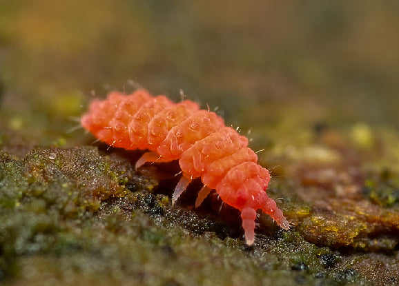 Bilobella braunerae - Collemboli Rossi – NG Terrariums